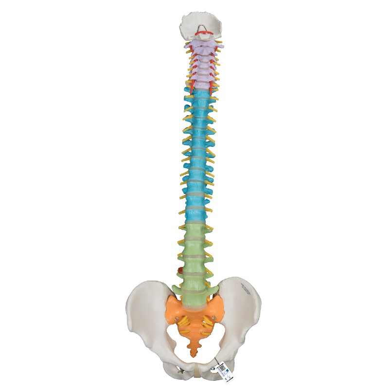 3B Scientific Didactic Flexible Spine | Health and Care
